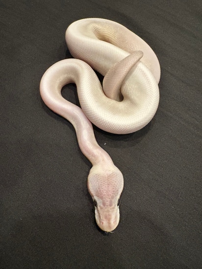 Hypo Ghi Mystic Potion Pos Pastel Ball Python by SRRReptiles