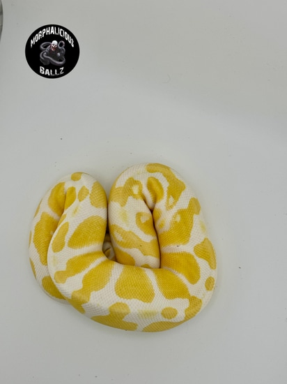 Albino Ball Python by Morphalicious ballz