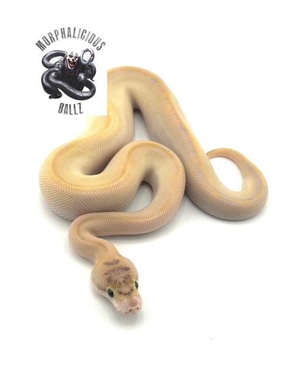 Ivory Orange Dream Ball Python by Morphalicious ballz