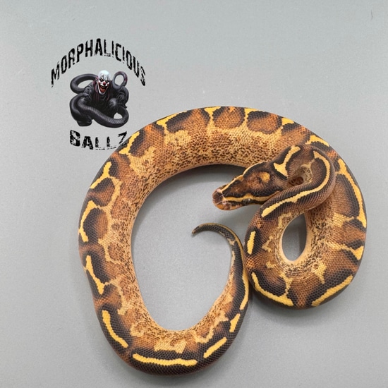 Freeway Ball Python by Morphalicious ballz