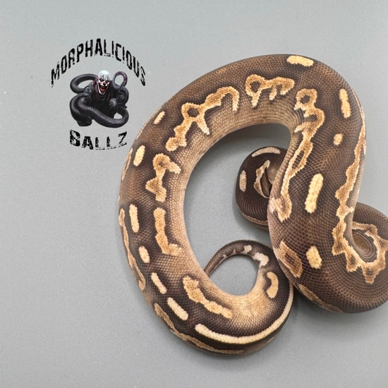 Black Magic Ball Python by Morphalicious ballz