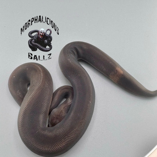 Super Black Pastel Mojave Ball Python by Morphalicious ballz