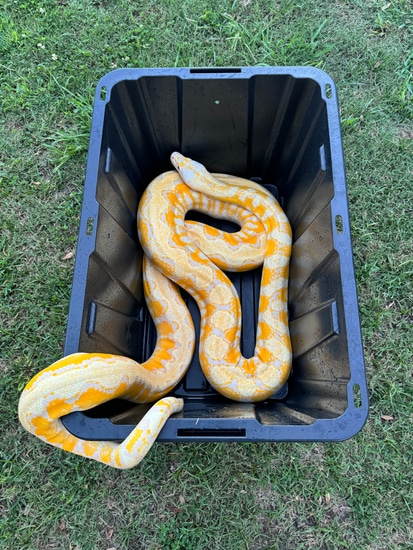 Platinum Lavender Het Pied Reticulated Python by Above All Scales
