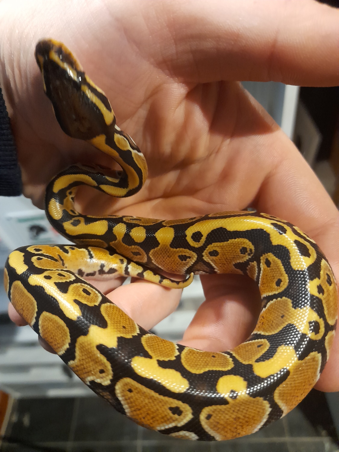 Special Poss Het Lavender Ball Python by S.A.S Reptiles - MorphMarket