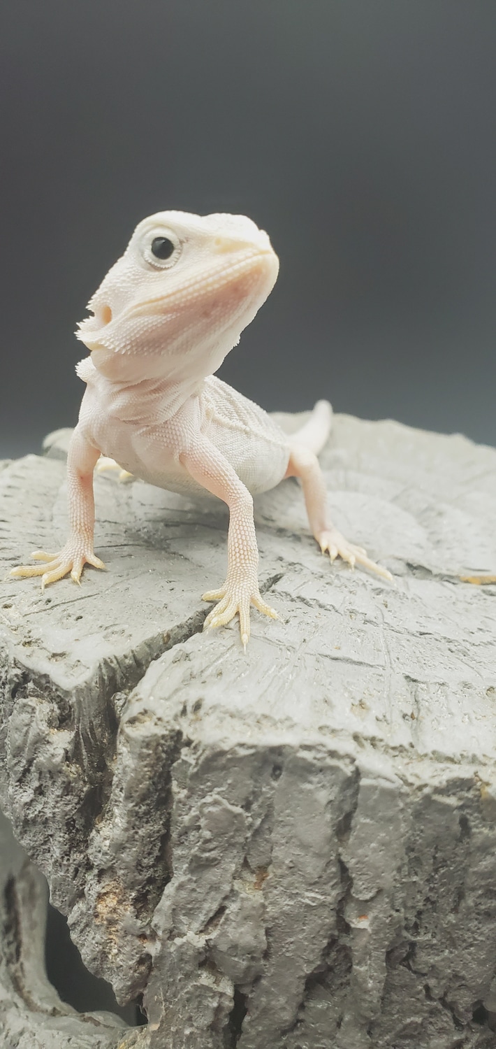 Hypo Trans Leatherback Zero Shipping Included Central Bearded Dragon by ...