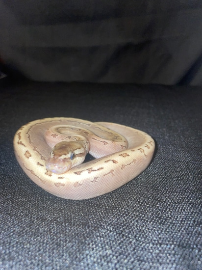 Bamboo Pinstripe Het Ultramel 50% Het Pied Ball Python by Yinzotics