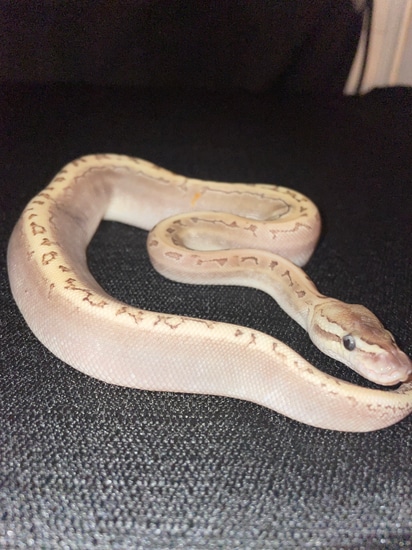Bamboo Pinstripe Het Ultramel 50% Het Pied Ball Python by Yinzotics