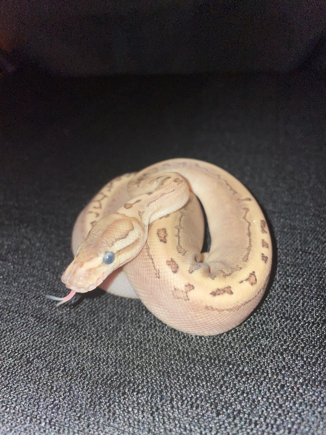 Bamboo Pinstripe Het Ultramel 50% Het Pied Ball Python by Yinzotics ...