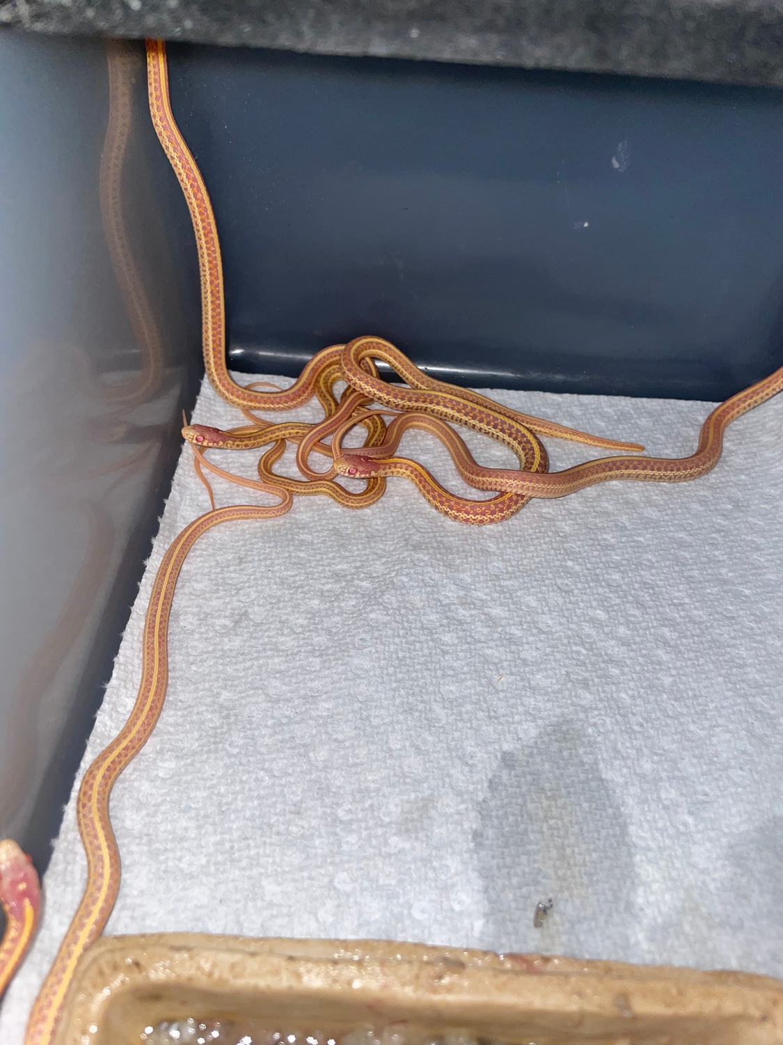 Albino Plains Garter Snake by Yinzotics - MorphMarket