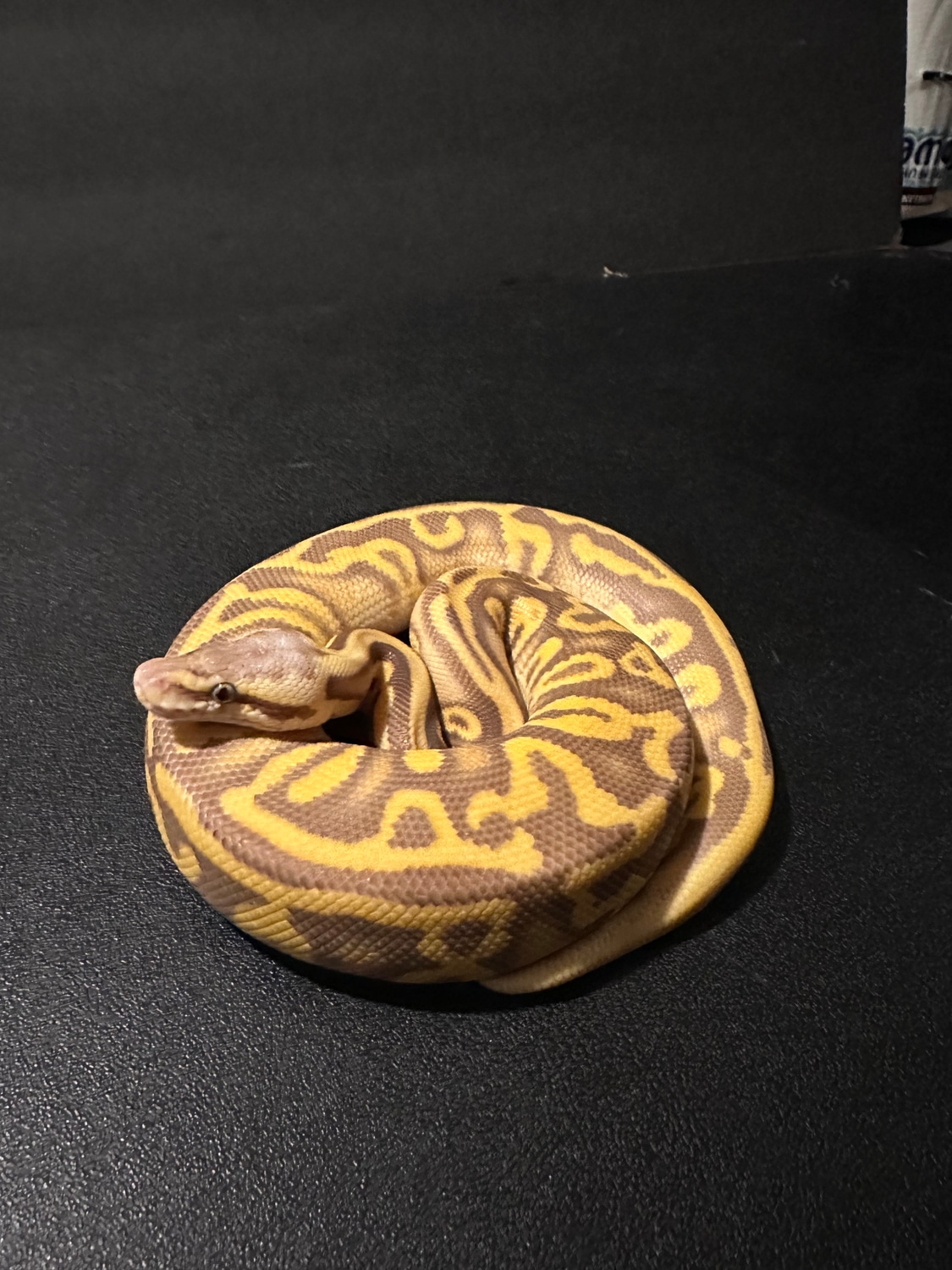 Pastel Leopard Ultramel 100% Het Pied Ball Python by Yinzotics ...