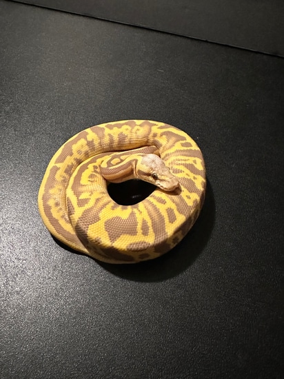 Super Pastel Leopard Ultramel Ball Python by Yinzotics