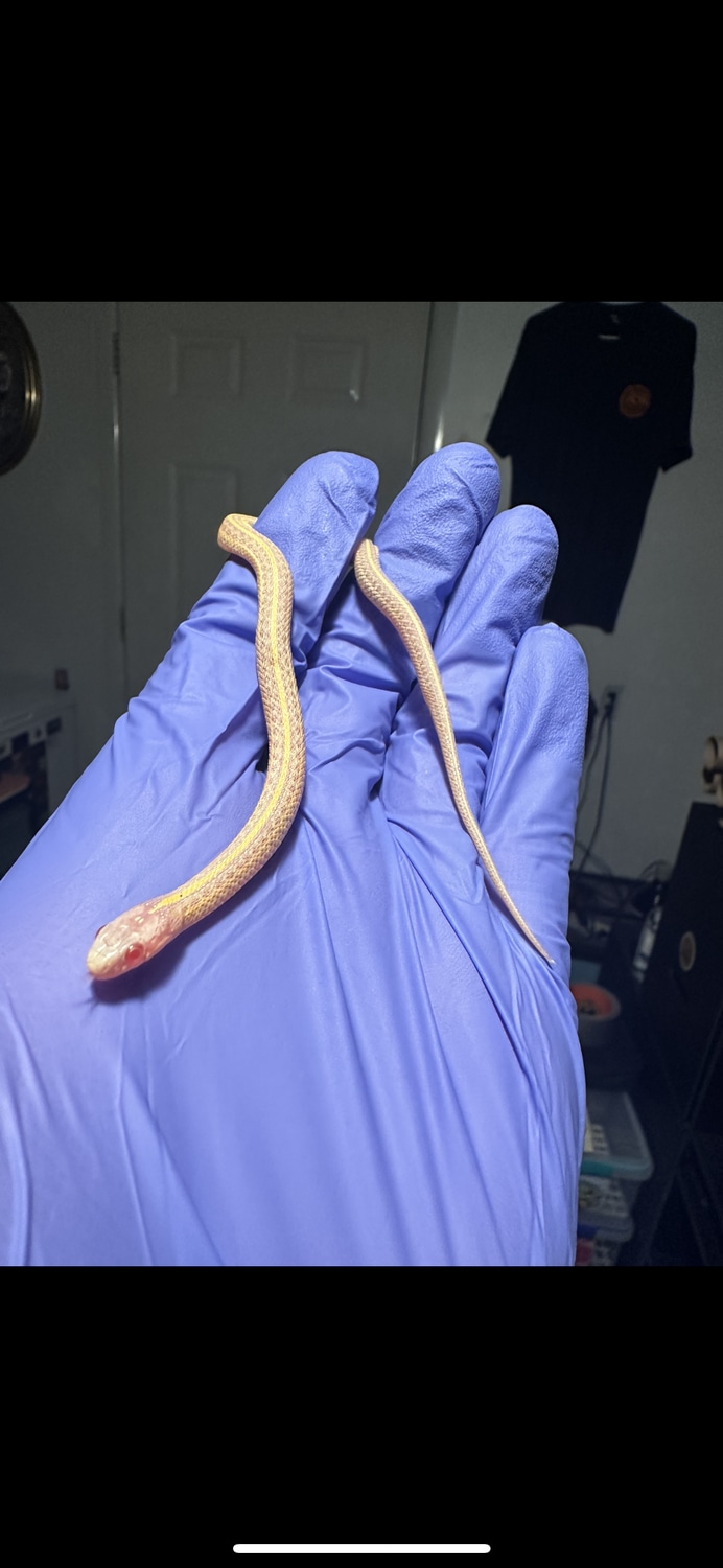 Albino Radix Garter Snake by Yinzotics - MorphMarket