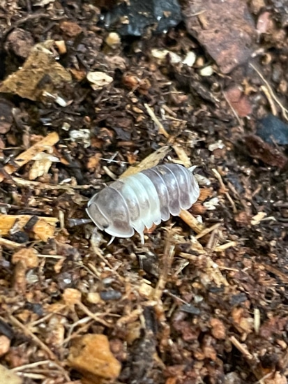 Panda King Isopods by Three Mile Reptiles