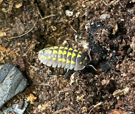 Yellow Spotted Isopods by Three Mile Reptiles