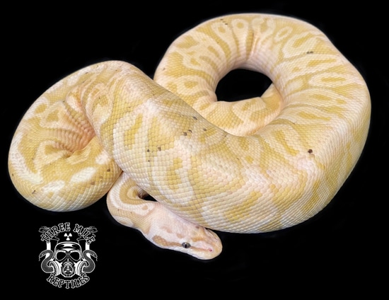 Super Pastel Banana Proven Het Clown Female Maker Ball Python by Three ...