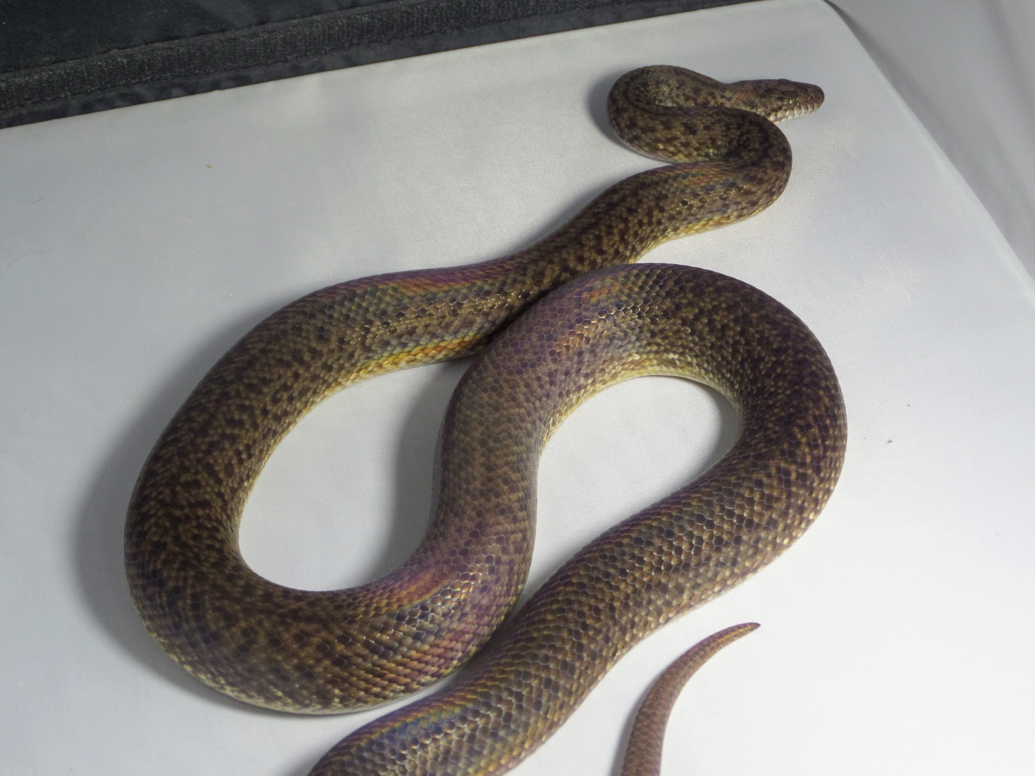 Granite Spotted Python by Sanibel Serpents - MorphMarket