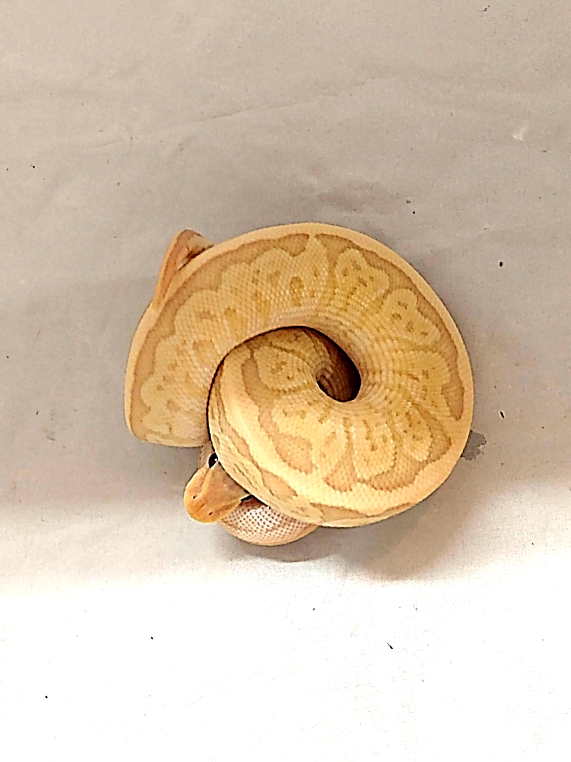 Coral Glow Jigsaw Ball Python by Sanibel Serpents - MorphMarket