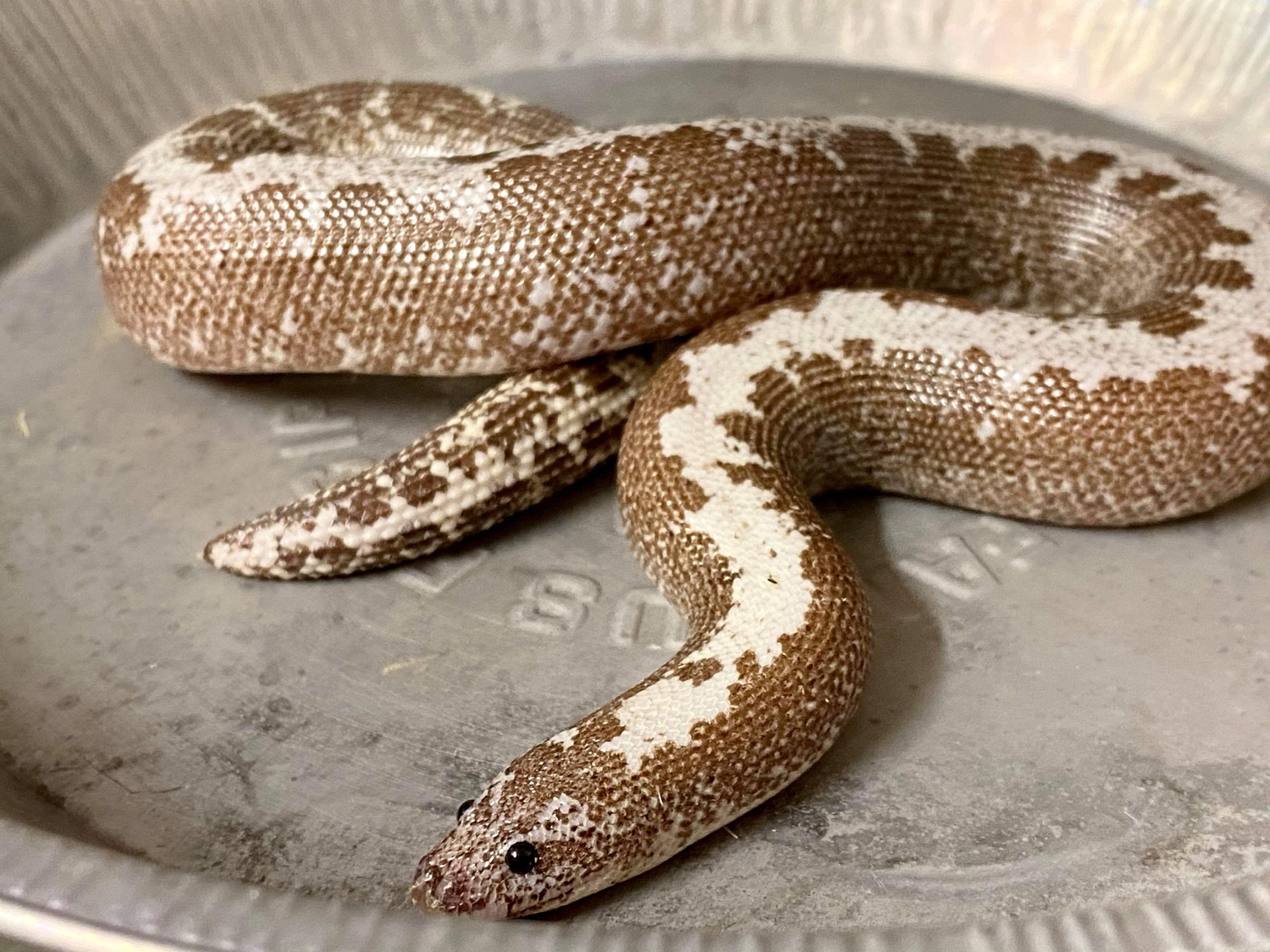 Anery Stripe Ph Albino Male Kenyan Sand Boa by VP SandBoas - MorphMarket