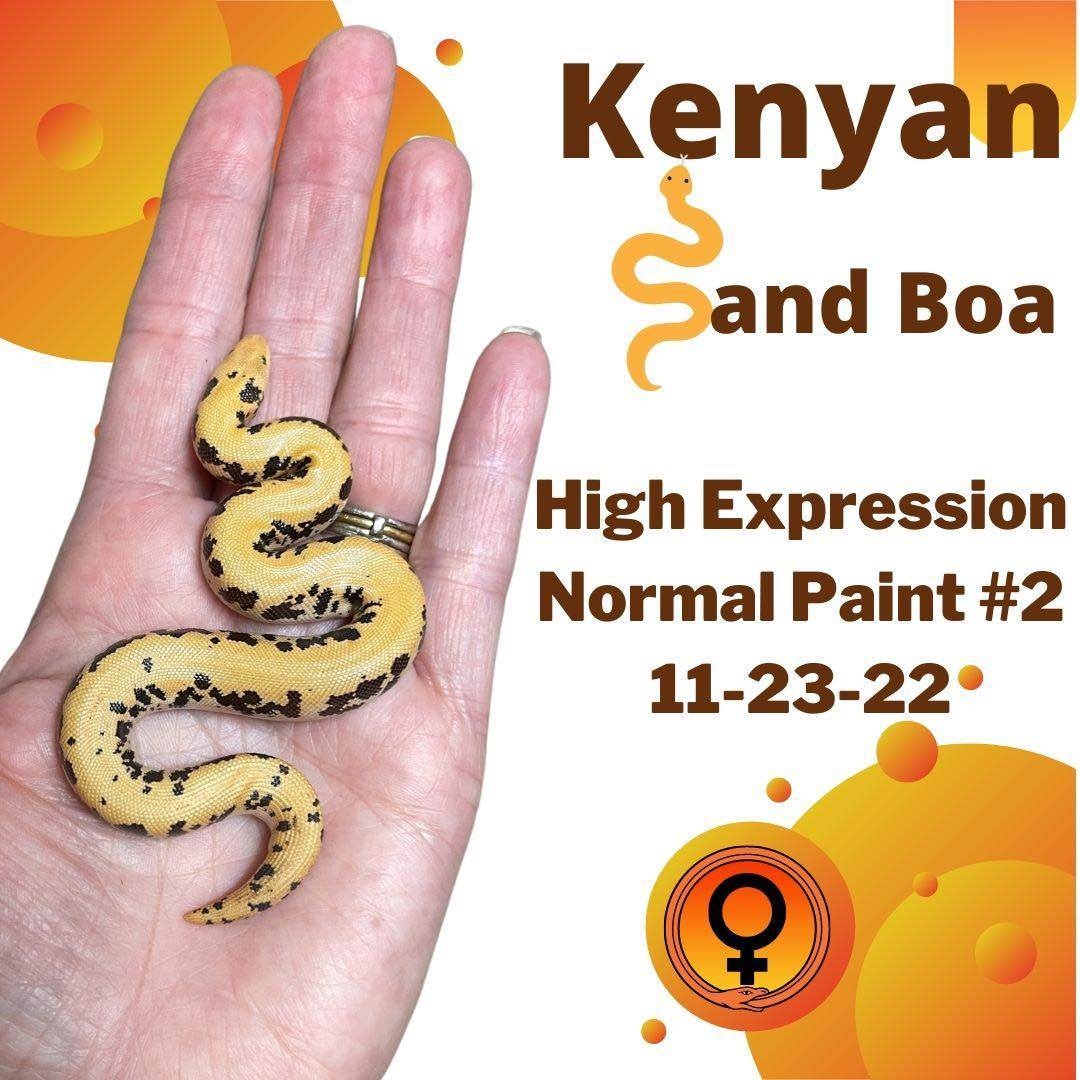 Paint Kenyan Sand Boa by VP SandBoas - MorphMarket