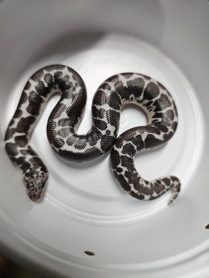 Anery Het Paradox Albino, 66% Splash 50% Bell Albino Kenyan Sand Boa by ...