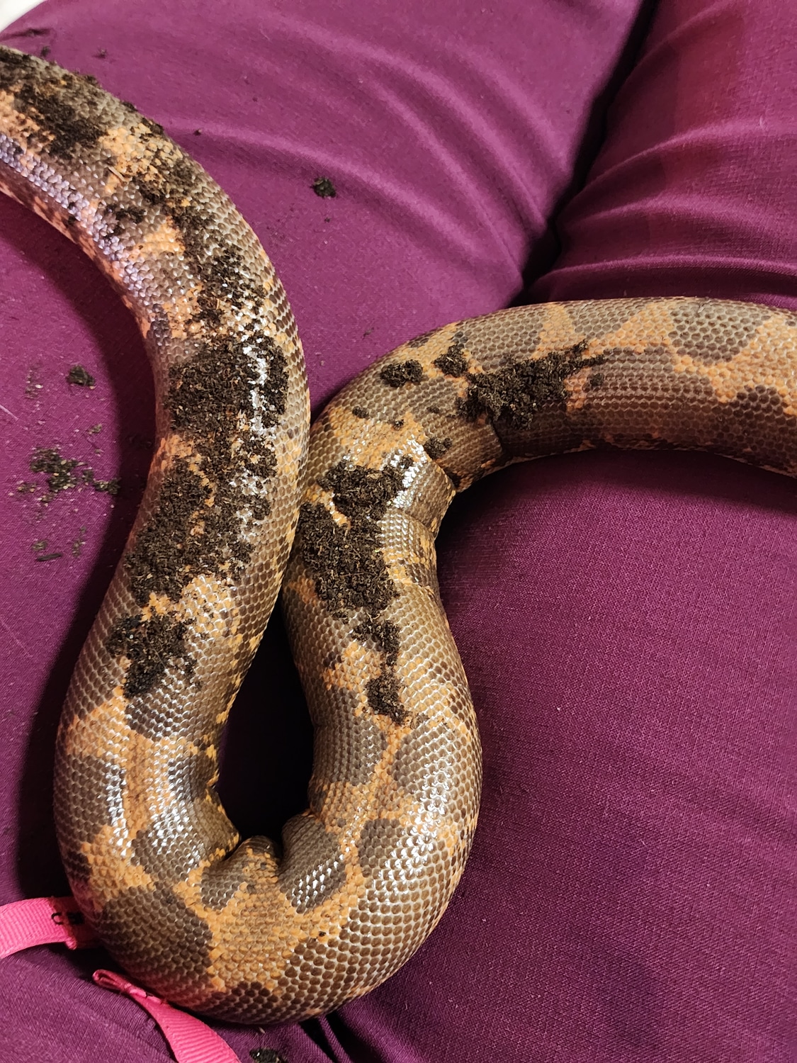 2018 Normal Female Kenyan Sand Boa by Holmes hobbies - MorphMarket