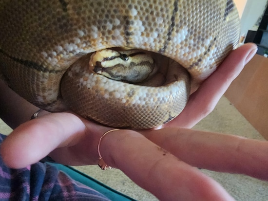 4yo Honey Bee Ball Python by Holmes hobbies