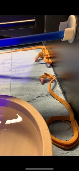 Captive Bred High Yellow ATB (2 Left) Amazon Tree Boa by Rocky Mountain ...