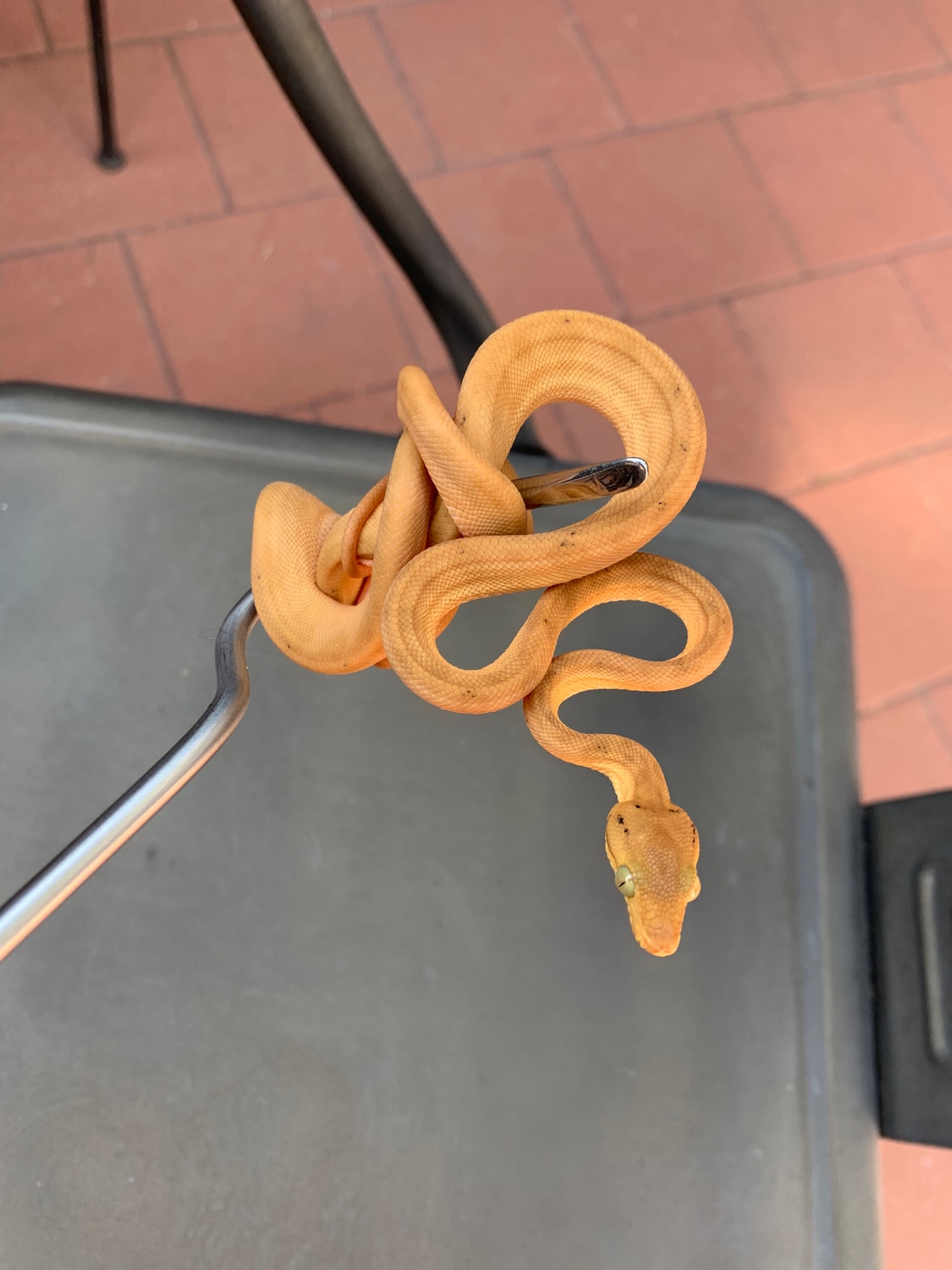 Captive Bred High Yellow ATB (2 Left) Amazon Tree Boa by Rocky Mountain ...