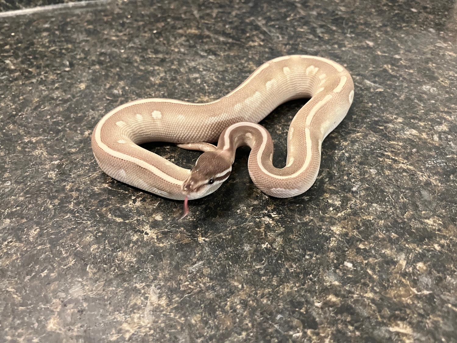 Mystic Potion Ball Python by Sharpe Scale Exotics - MorphMarket