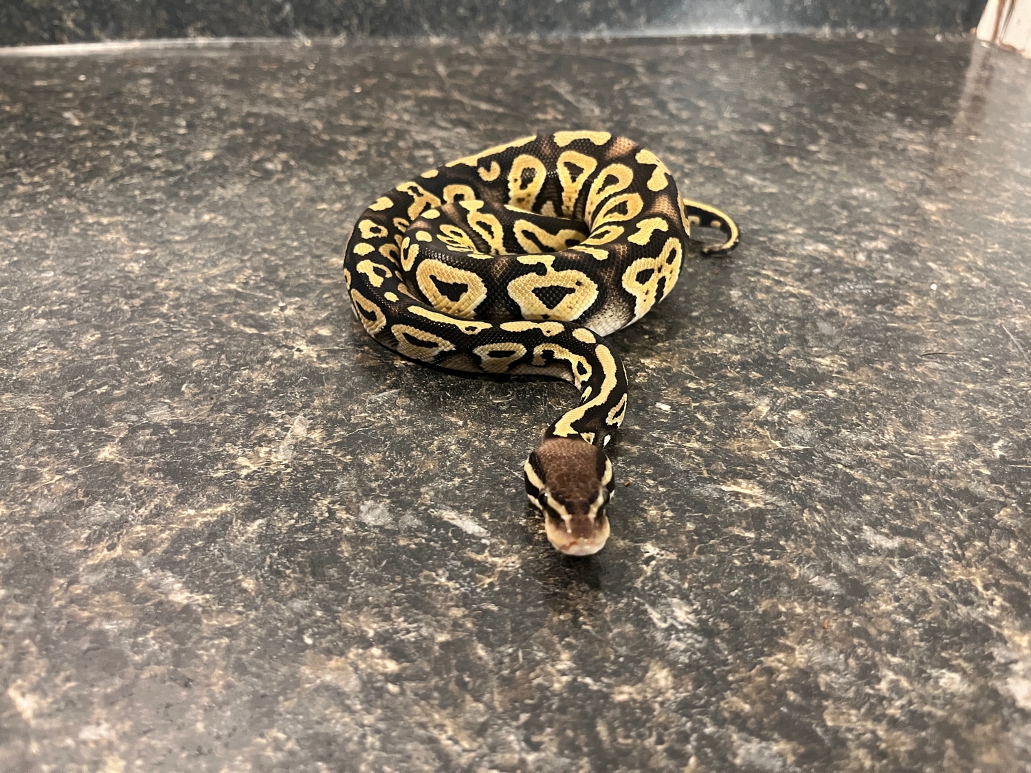 Pastel Mystic Ball Python by Sharpe Scale Exotics - MorphMarket
