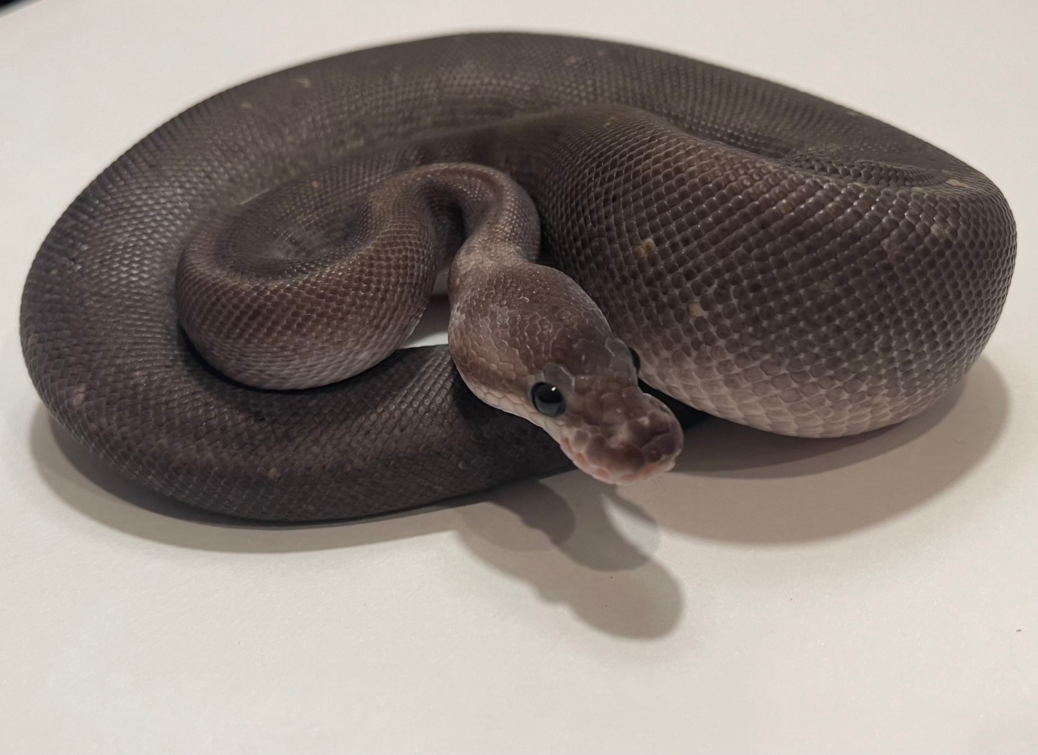 Cinnamon, Black Pastel, Possible Pastel, Het Hypo Ball Python by ...