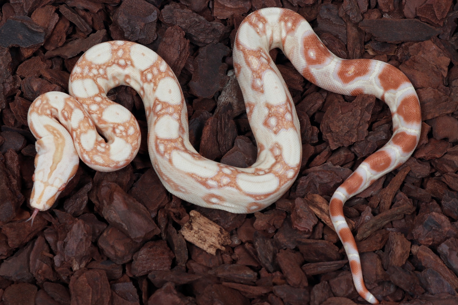 Stunning Sharp Albino Boa Constrictor by Kevin Hasley - MorphMarket