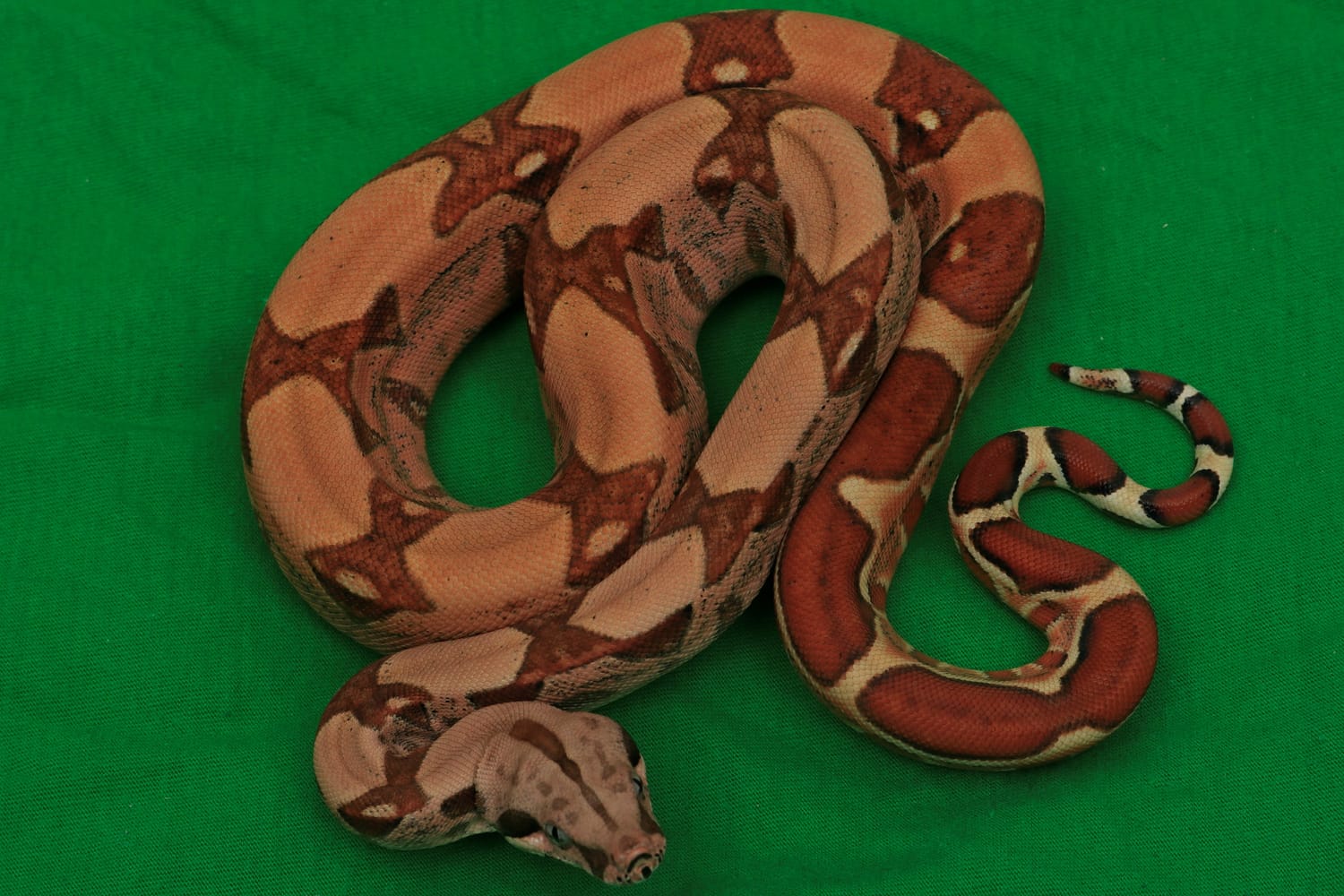 Pastel Salmon Hypo Boa Constrictor by Kevin Hasley - MorphMarket