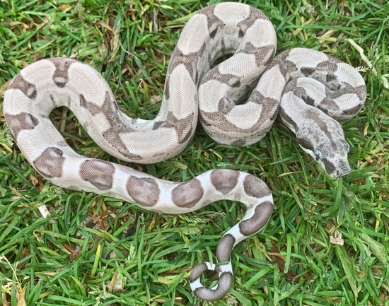 Possible Super Ghost Parahet Boa Constrictor by Kevin Hasley