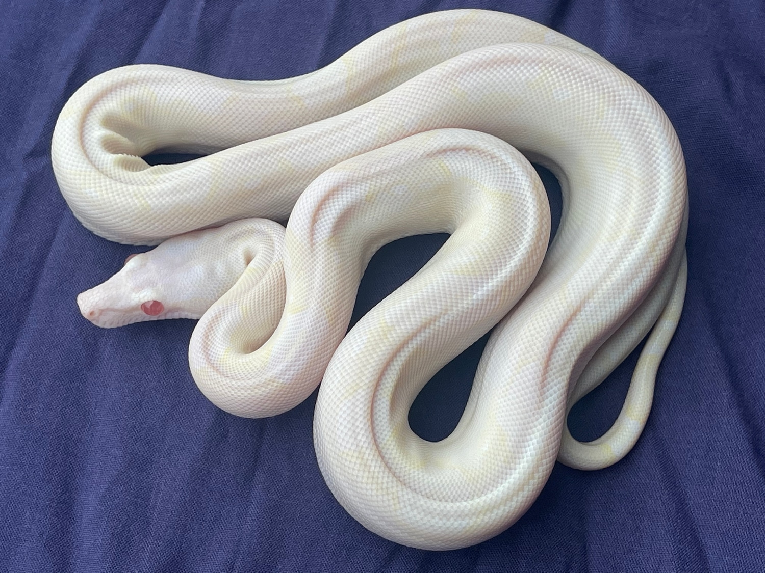 Sharp Motley Blizzard Probable IMG Boa Constrictor by Kevin Hasley ...