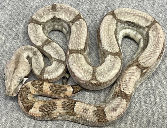 Fire Het Sharp Snow Boa Constrictor by Kevin Hasley