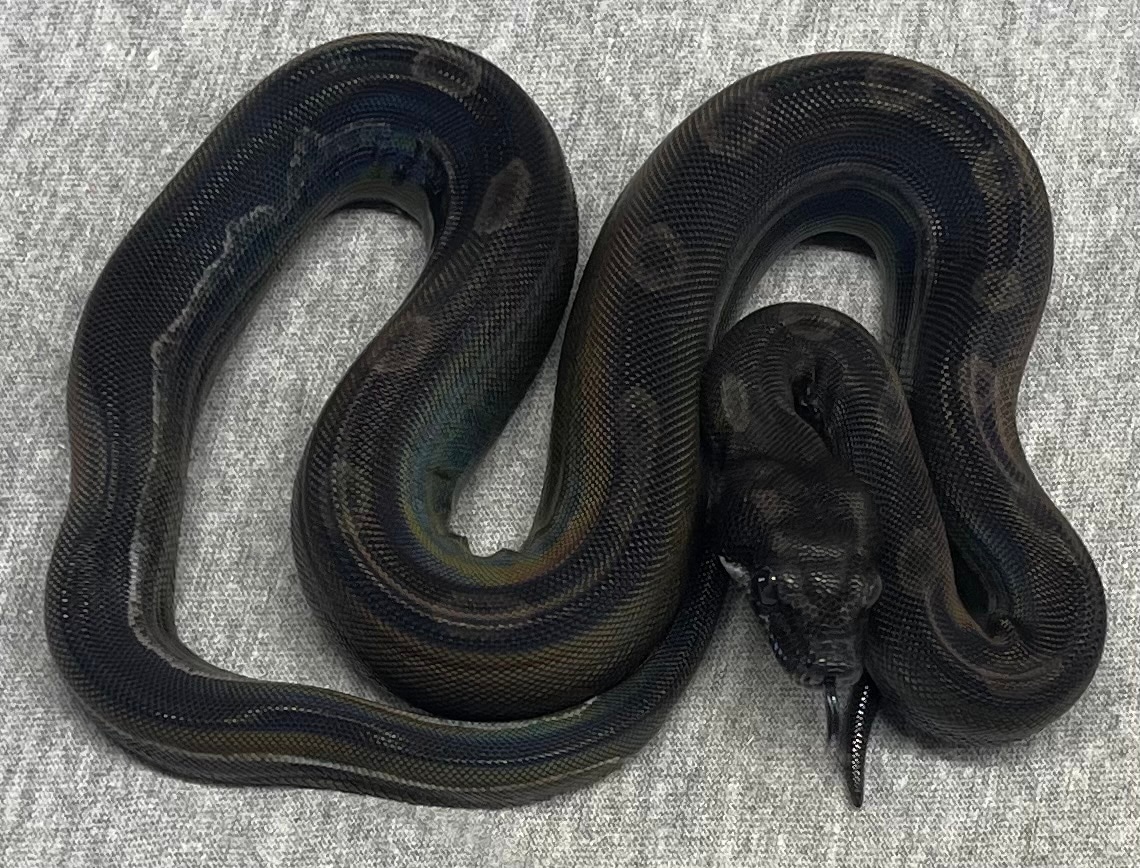 Black Devil Motley Possible Jungle 66% Parahet Boa Constrictor by Kevin ...