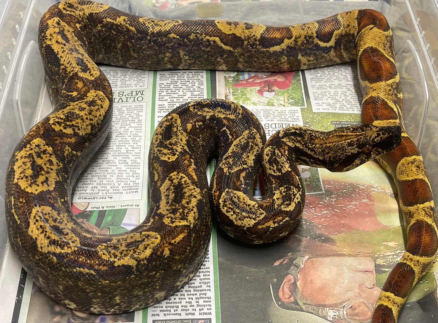 Paraglow IMG Boa Constrictor by Kevin Hasley - MorphMarket
