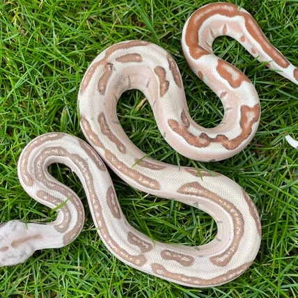 Kevin Hasley - MorphMarket