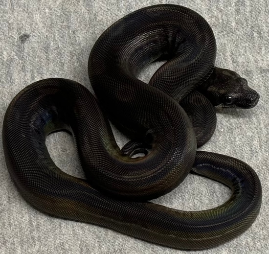 Black Devil Motley Possible Jungle 66% Parahet Boa Constrictor by Kevin ...