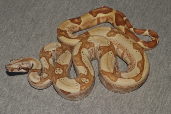 Paraglow Jungle Boa Constrictor by Kevin Hasley