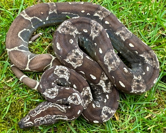 Paradigm IMG 50% Het RDR Boa Constrictor by Kevin Hasley
