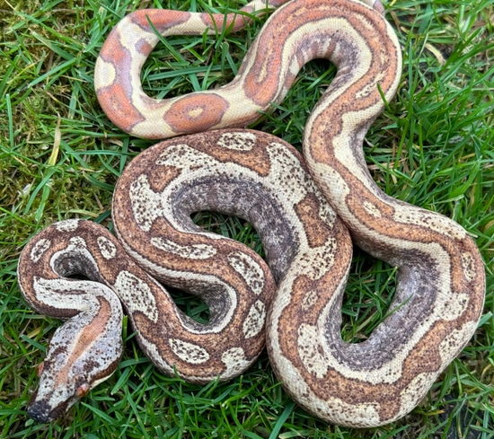 Paraglow Jungle IMG Boa Constrictor by Kevin Hasley