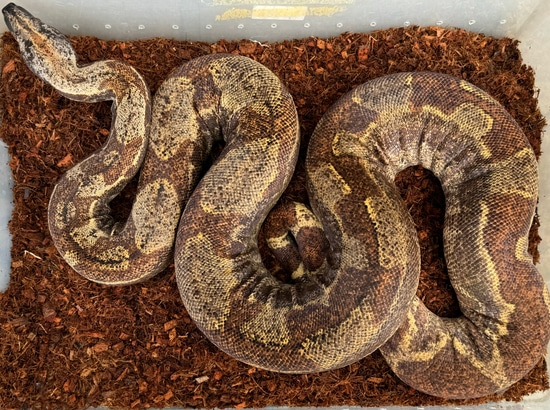 Paraglow Jungle IMG Boa Constrictor by Kevin Hasley