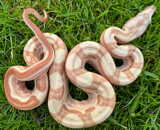 Paraglow Motley Het RDR Boa Constrictor by Kevin Hasley