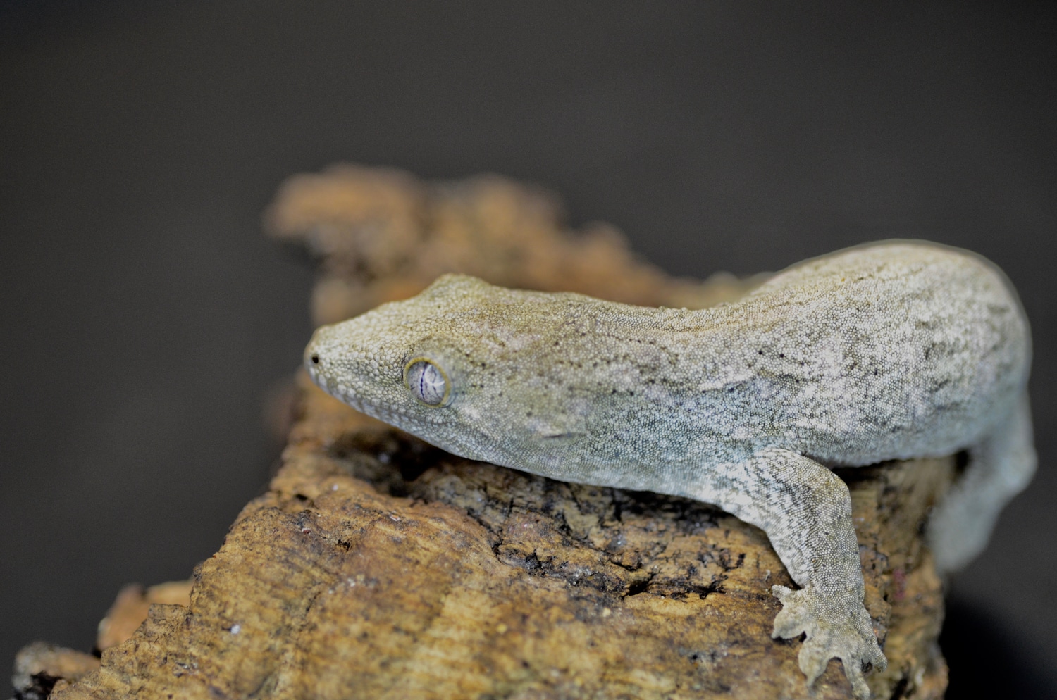 Pure Moro Leachianus Gecko by The Barking Gecko - MorphMarket