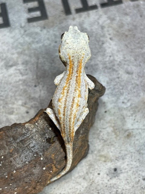 Creasicle Line Garg Hatchling Gargoyle Gecko by The Barking Gecko ...
