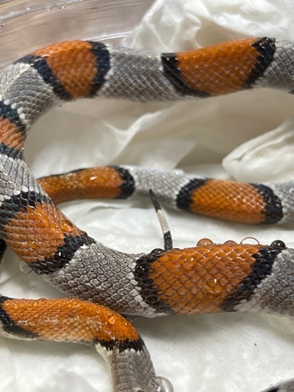 Alterna Gray-Banded Kingsnake by The Barking Gecko