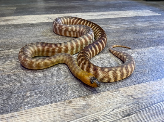 Woma PROVEN MALE Woma Python by The Barking Gecko