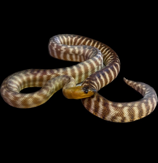 Woma PROVEN MALE Woma Python by The Barking Gecko